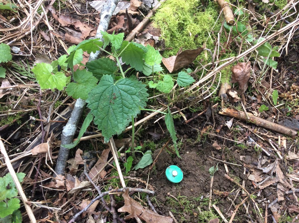 Oregon Forest Snail - Agrowest