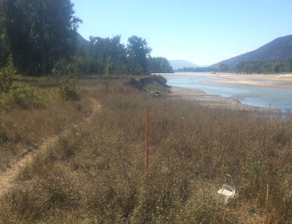 Weed Mapping & Identification - Agrowest